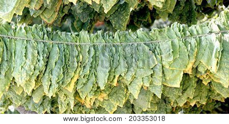 Tobacco Leaf Images, Illustrations, Vectors - Tobacco Leaf Stock Photos ...
