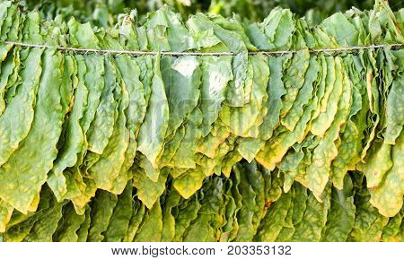 Tobacco Leaf Images, Illustrations, Vectors - Tobacco Leaf Stock Photos ...