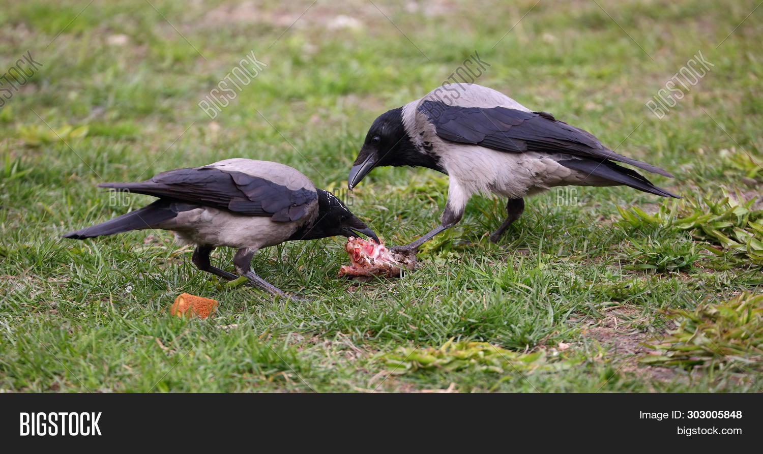 Crows Share Piece Food Image & Photo (Free Trial) | Bigstock