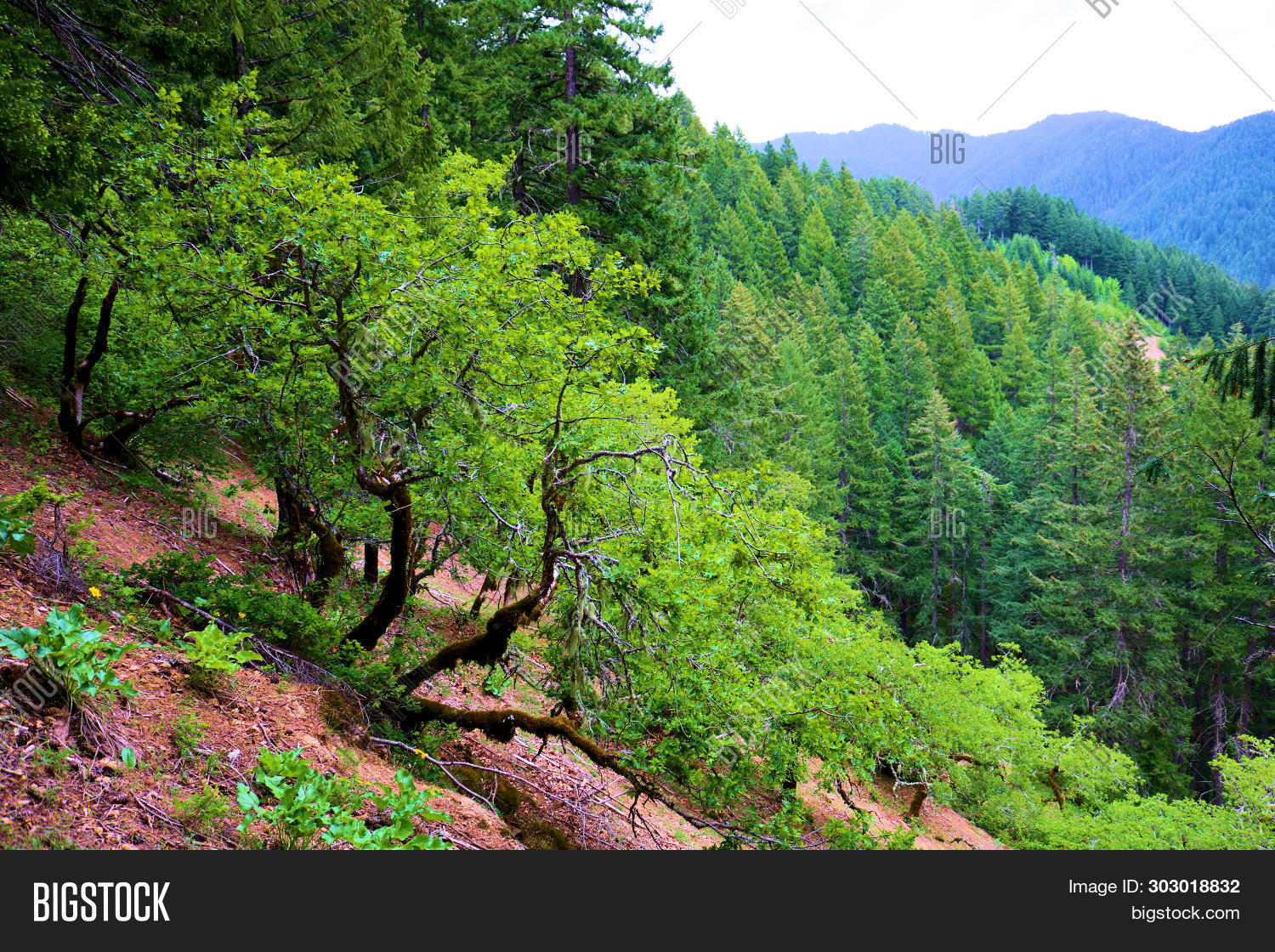 Pine Trees Deciduous Image & Photo (Free Trial) | Bigstock