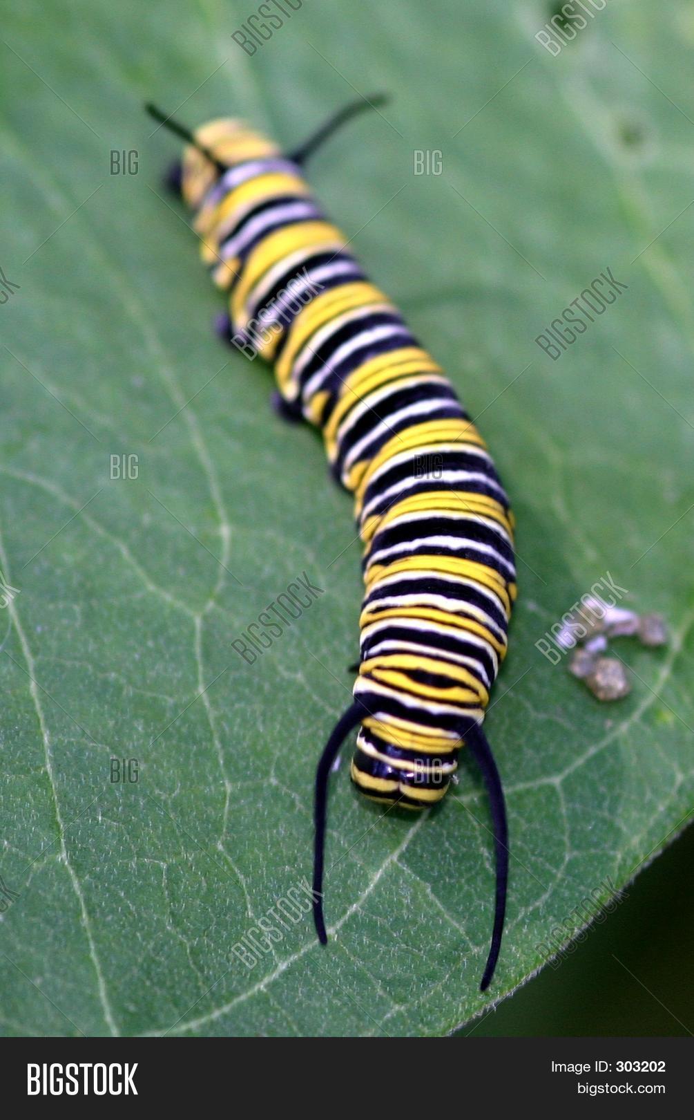 Monarch Caterpillar Image & Photo (Free Trial) | Bigstock