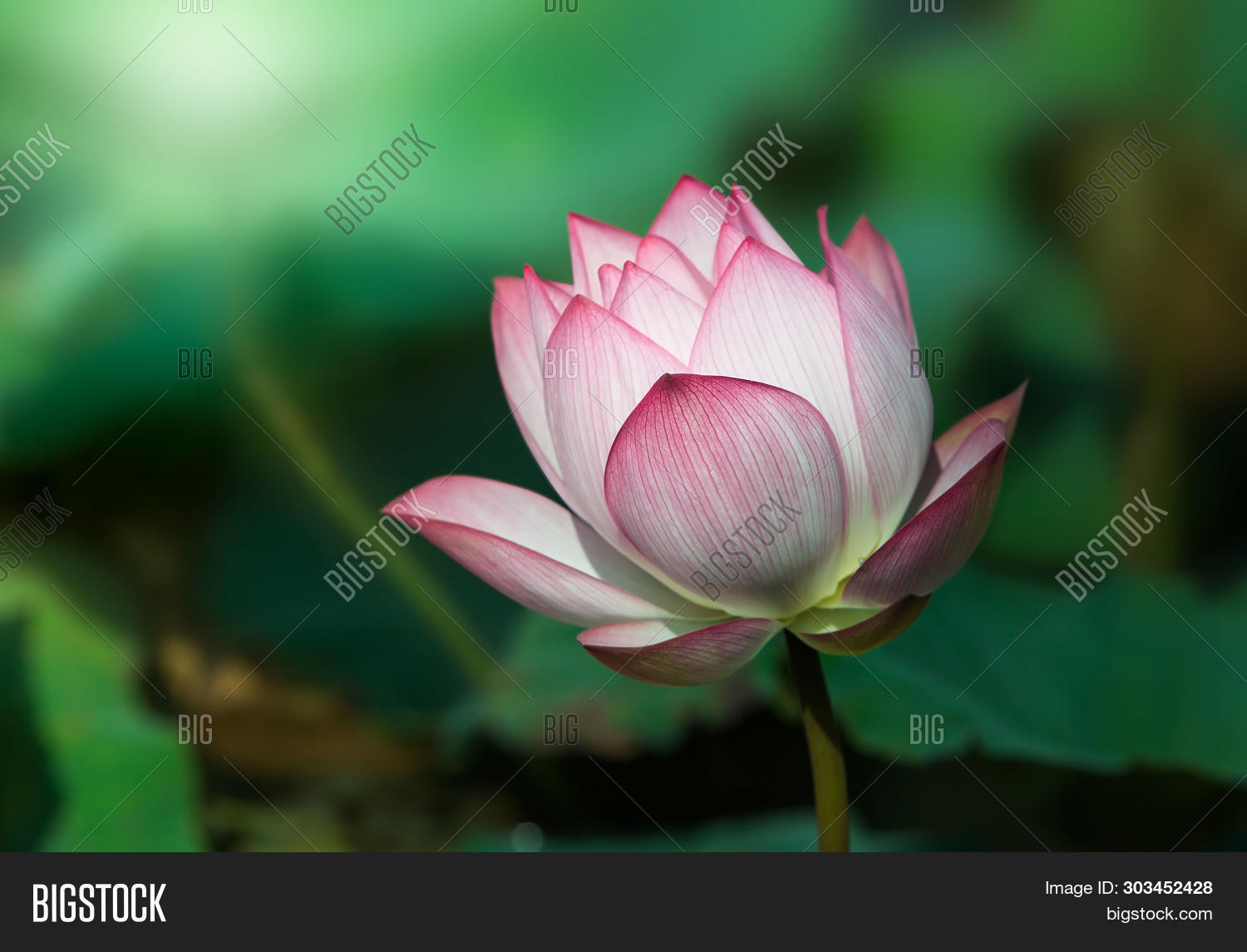 Bud Lotus Flower. Image & Photo (Free Trial) | Bigstock