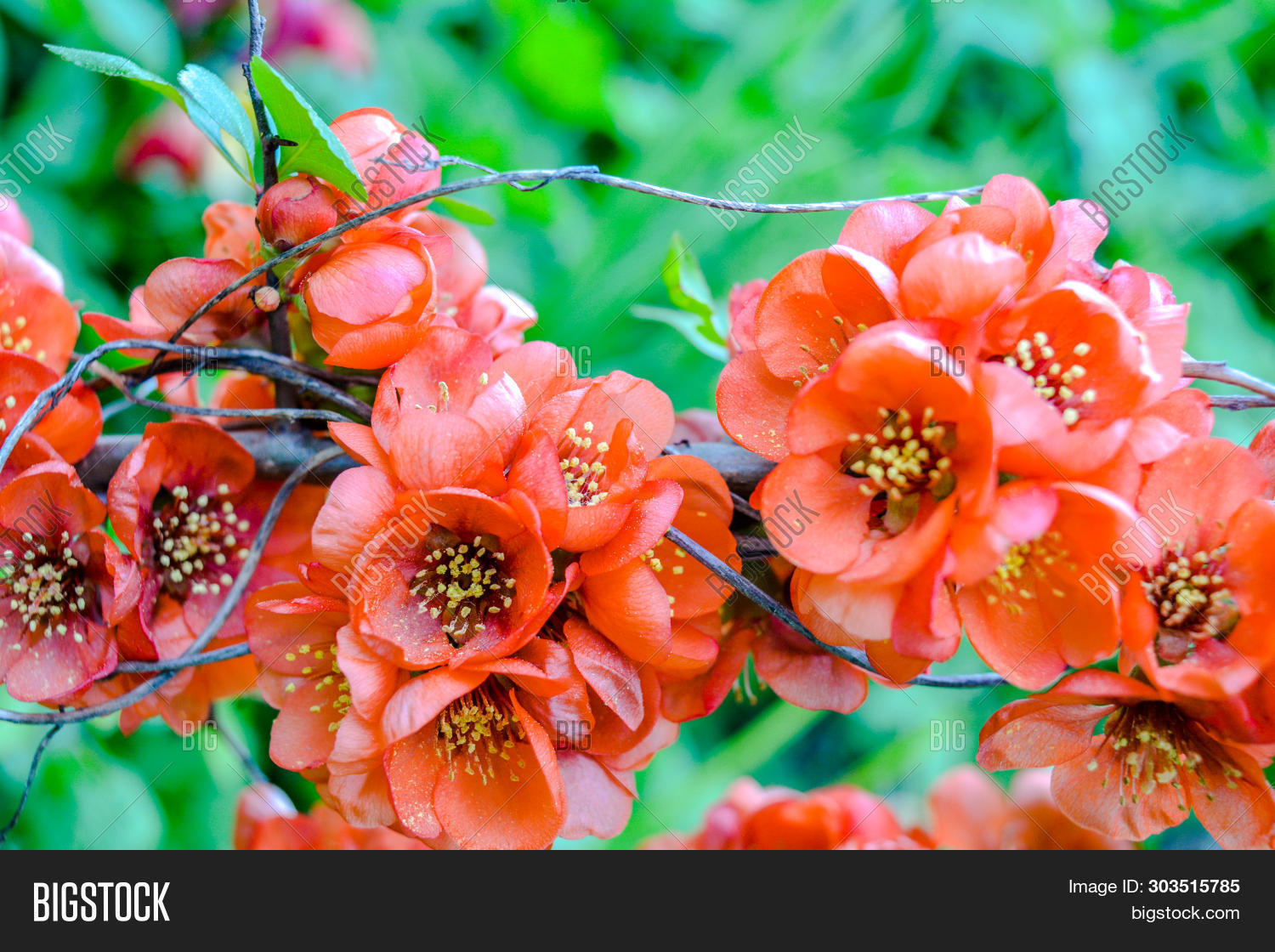 Close Red Flowers Tip Image & Photo (Free Trial) | Bigstock