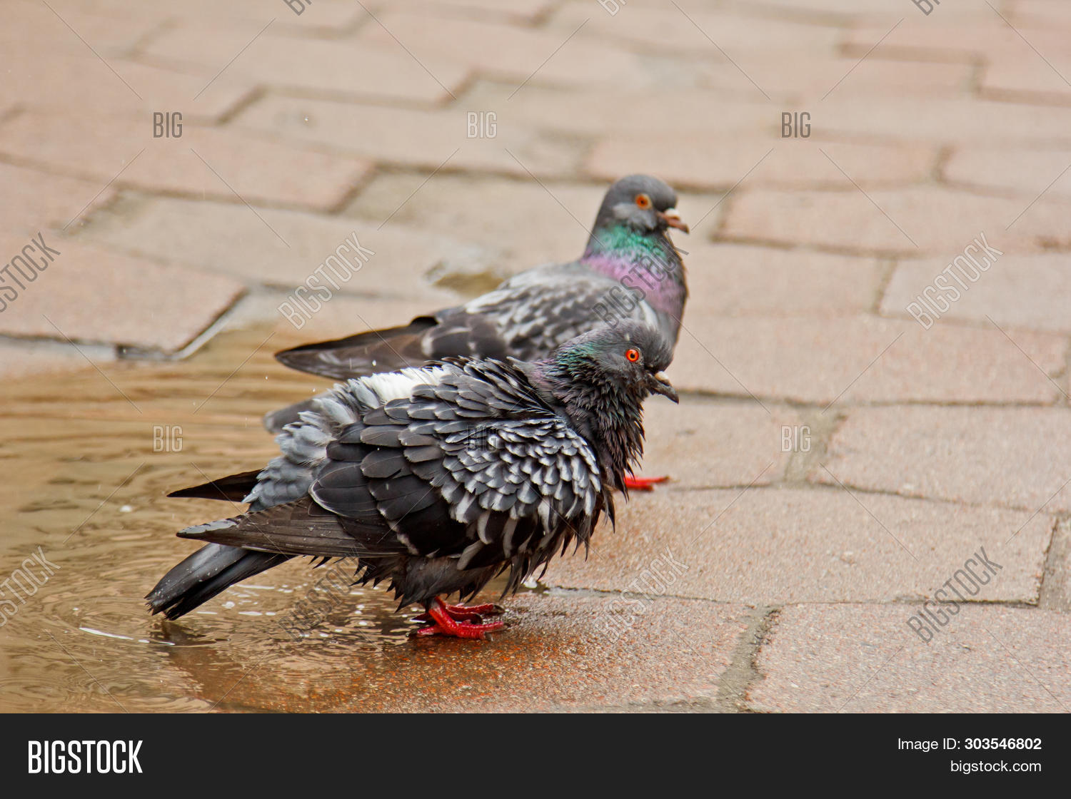 Pair Gray Doves Image & Photo (Free Trial) | Bigstock