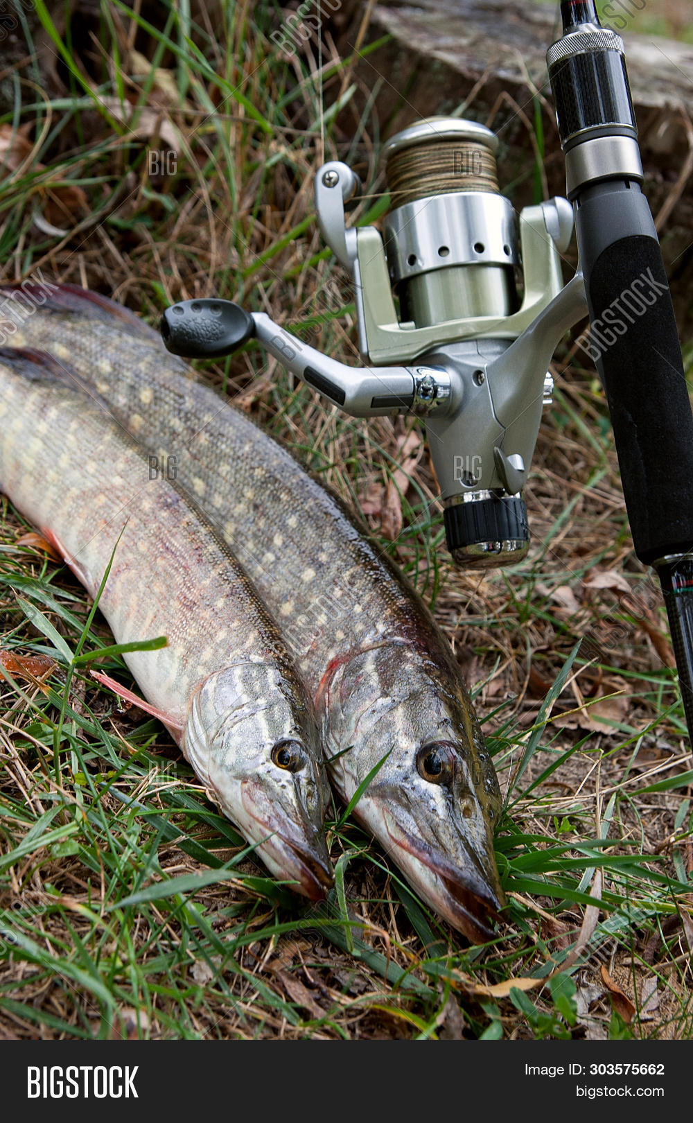 Freshwater Pike Fish Image & Photo (Free Trial) | Bigstock