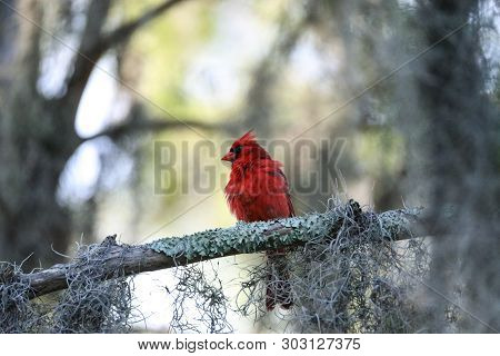 Fluffy Male Red Image & Photo (Free Trial) | Bigstock