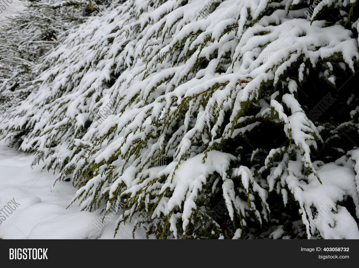 Snow-covered Bushes Image & Photo (Free Trial) | Bigstock