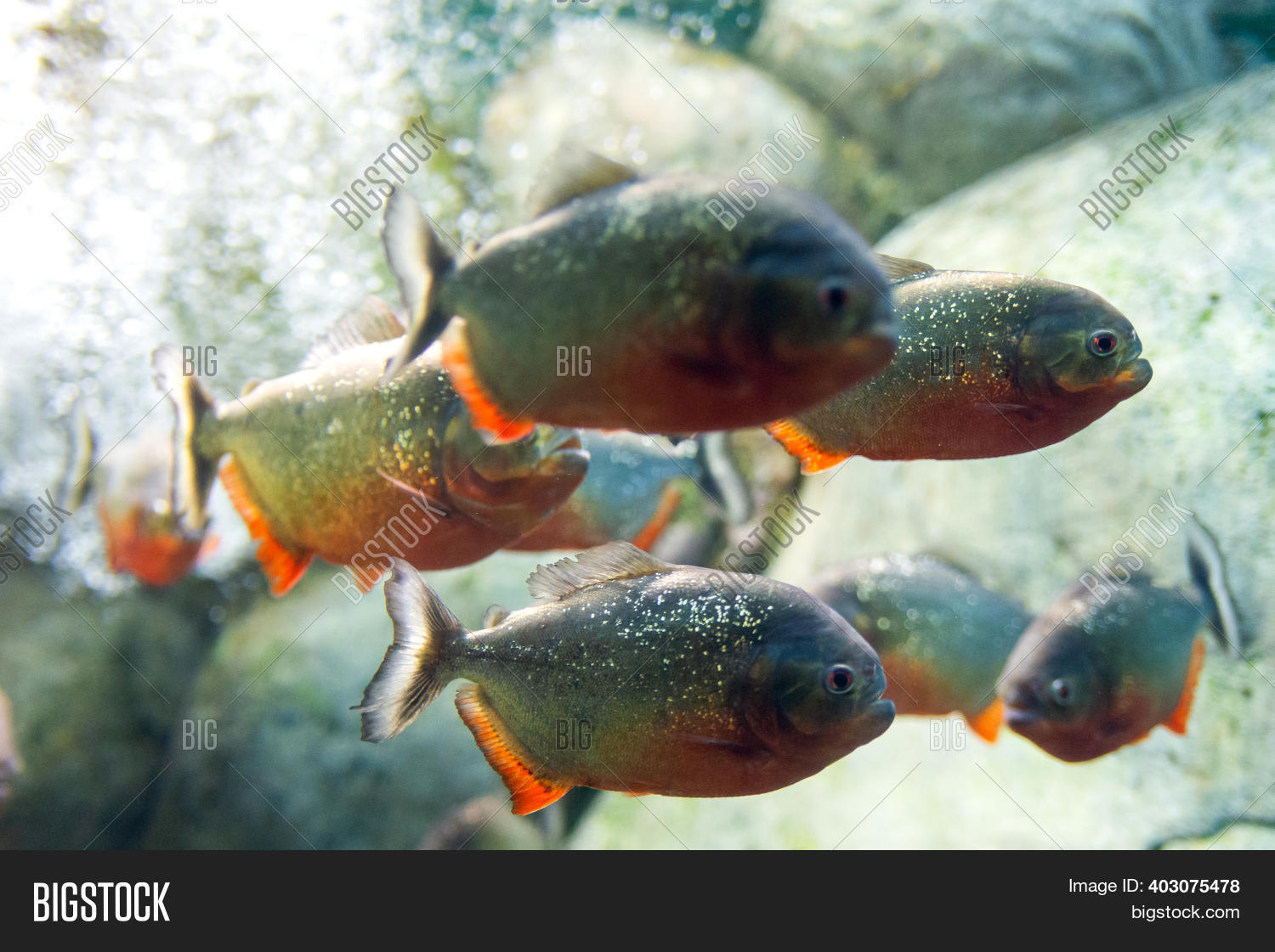Closeup Red-belly Image & Photo (Free Trial) | Bigstock