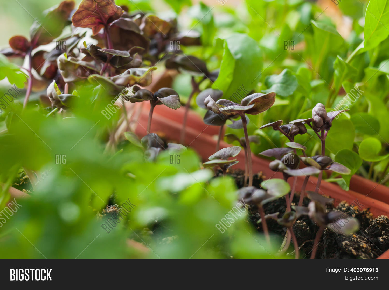 Growing Herbs On Image & Photo (Free Trial) | Bigstock