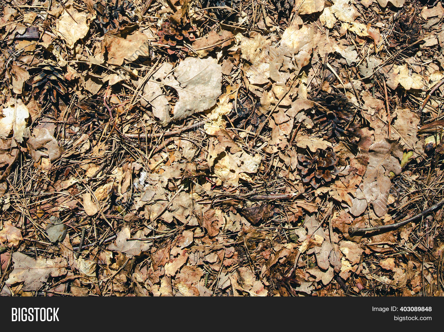 Autumn Forest Ground Image & Photo (Free Trial) | Bigstock