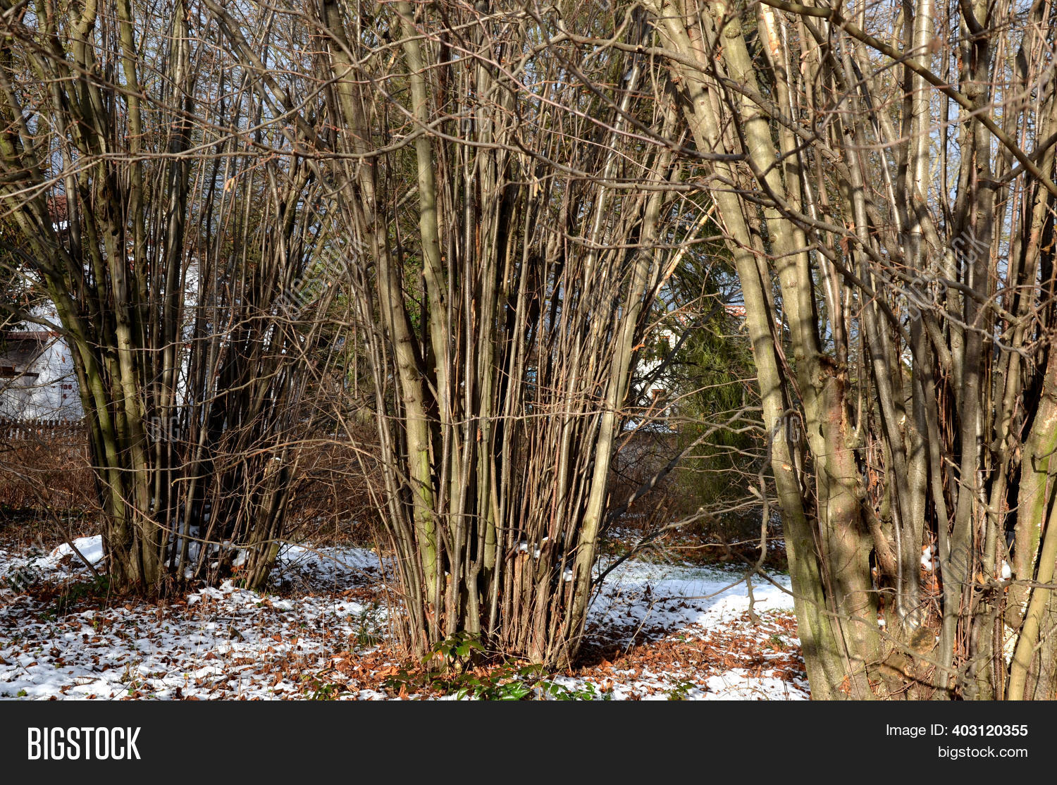 Common Hazel Typically Image & Photo (Free Trial) | Bigstock