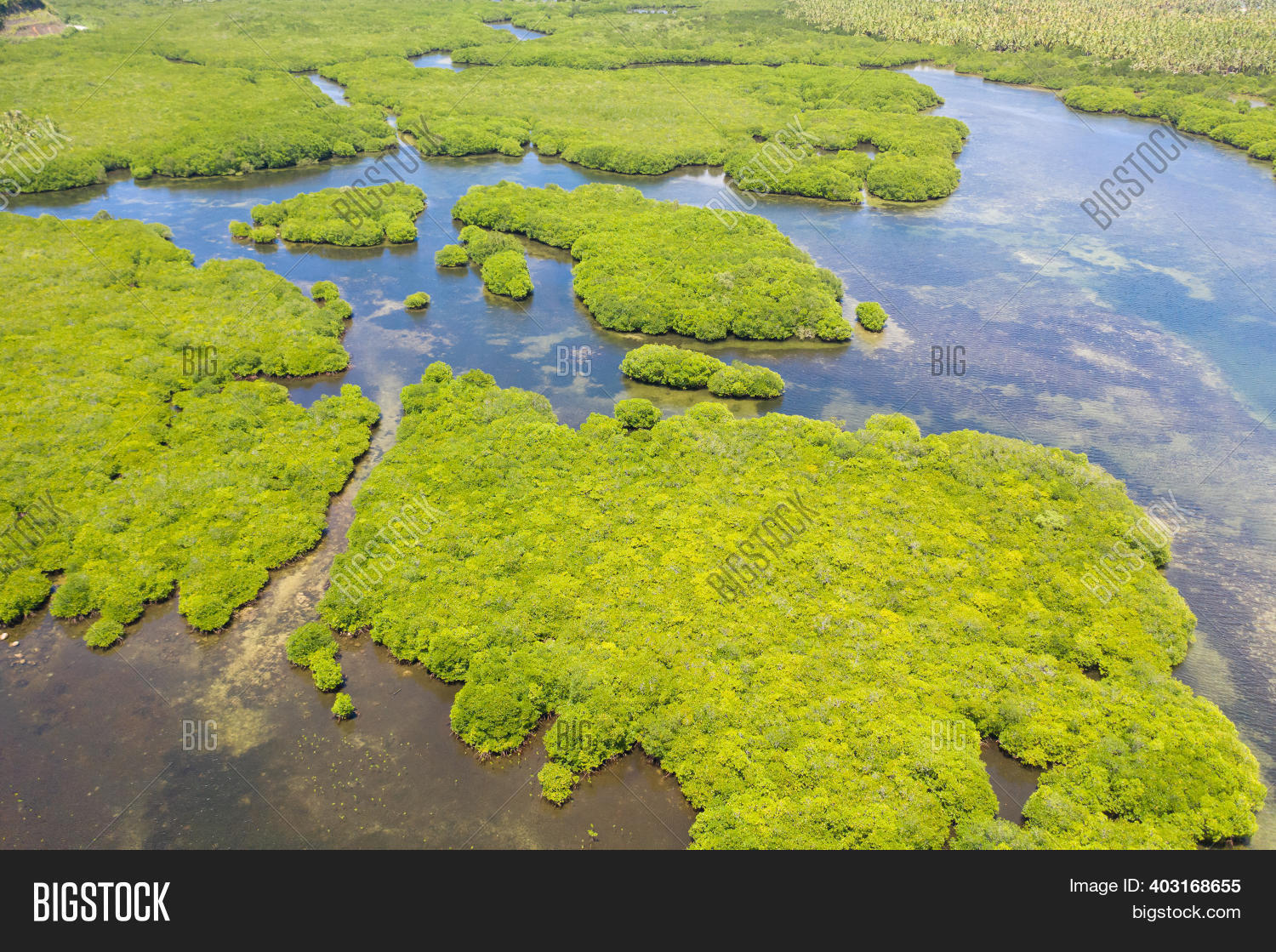 Mangroves, Top View. Image & Photo (Free Trial) | Bigstock