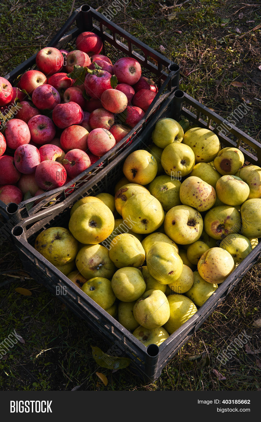 Lots Fresh Raw Apples Image & Photo (Free Trial) | Bigstock