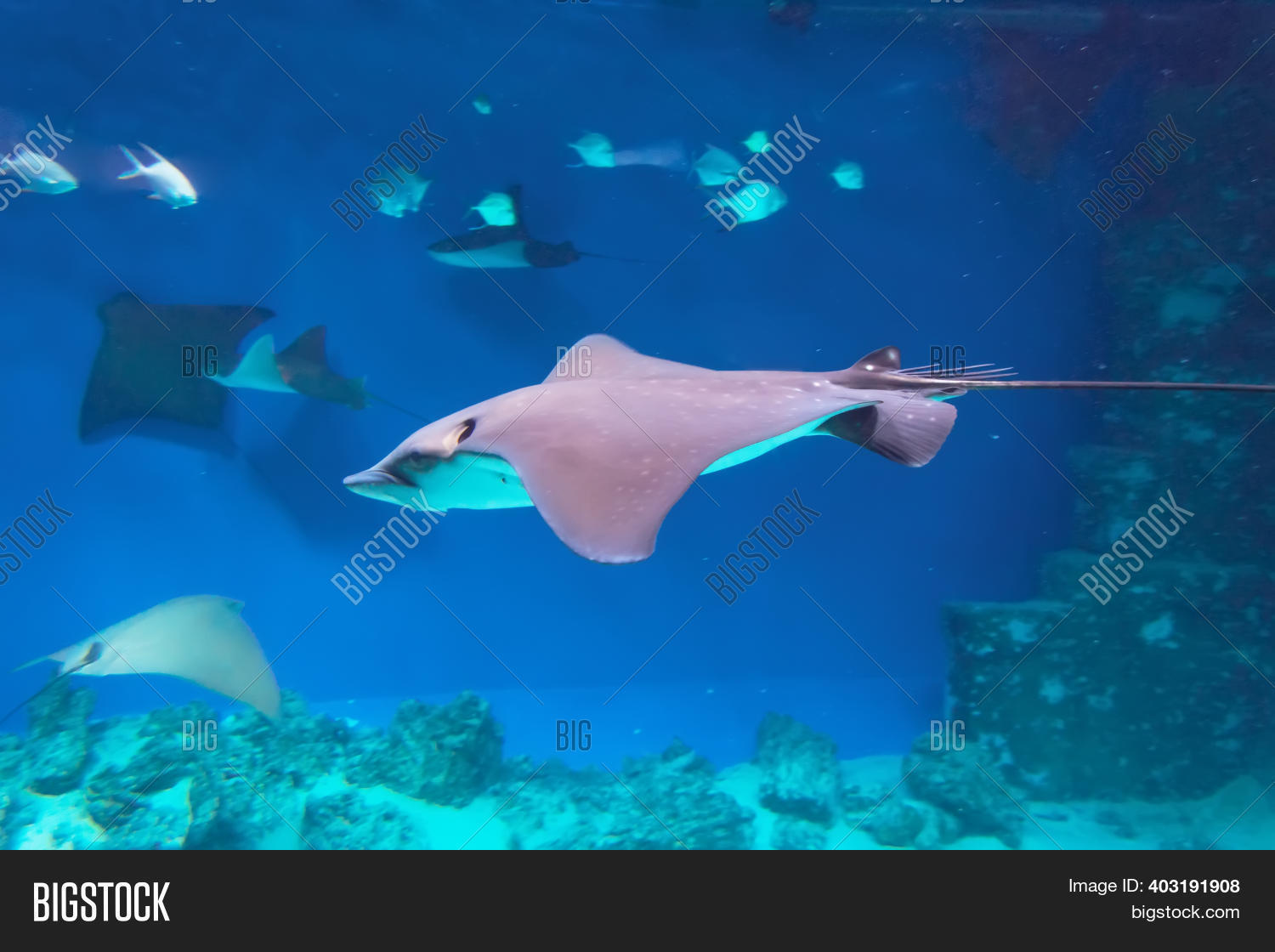 Stingrays Swimming Image & Photo (Free Trial) | Bigstock
