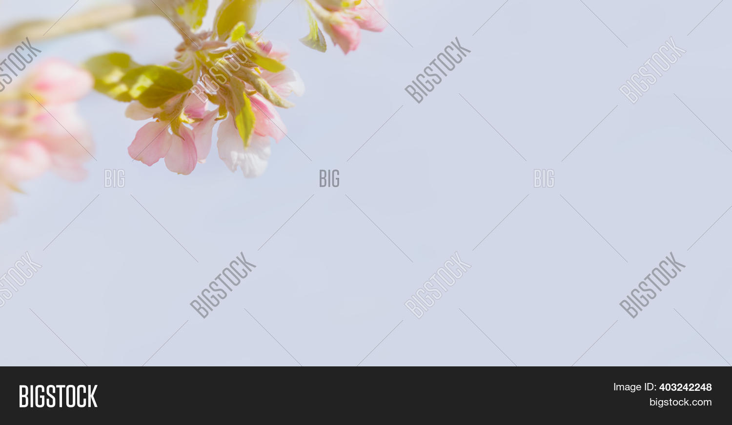 Blooming Apple Tree Image & Photo (Free Trial) | Bigstock
