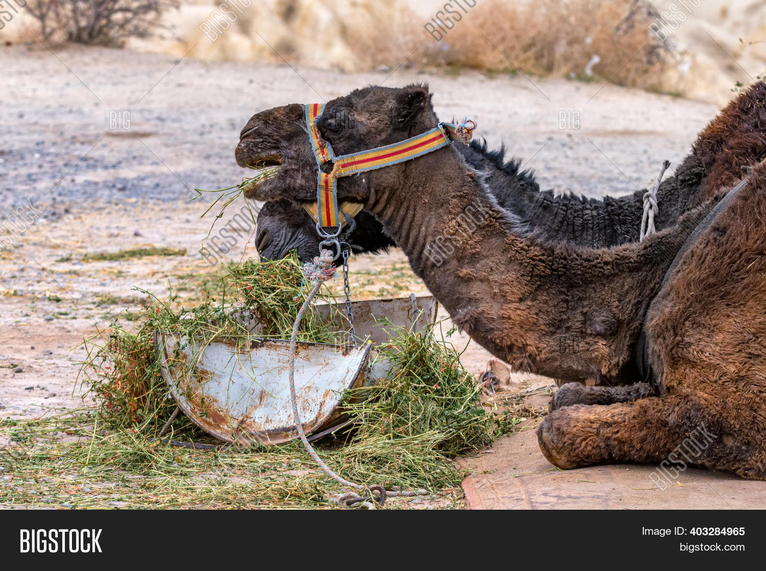 Close Two Camels Eats Image & Photo (Free Trial) | Bigstock