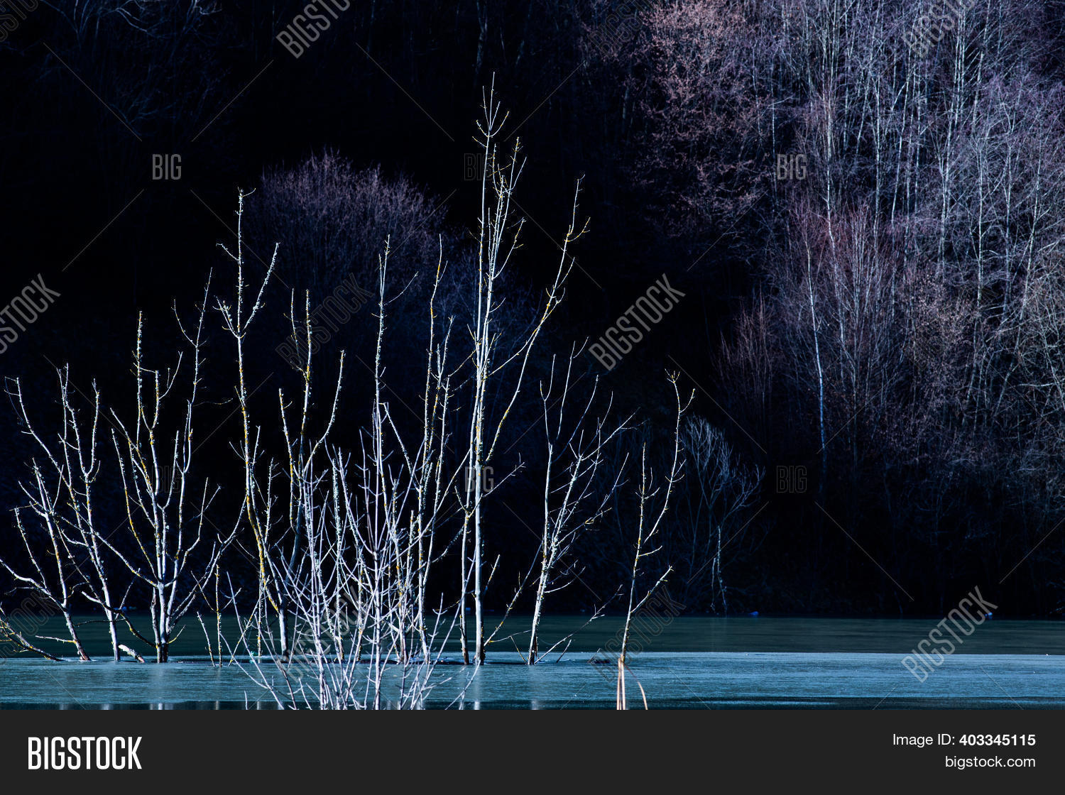Frozen Dead Trees On Image & Photo (Free Trial) | Bigstock