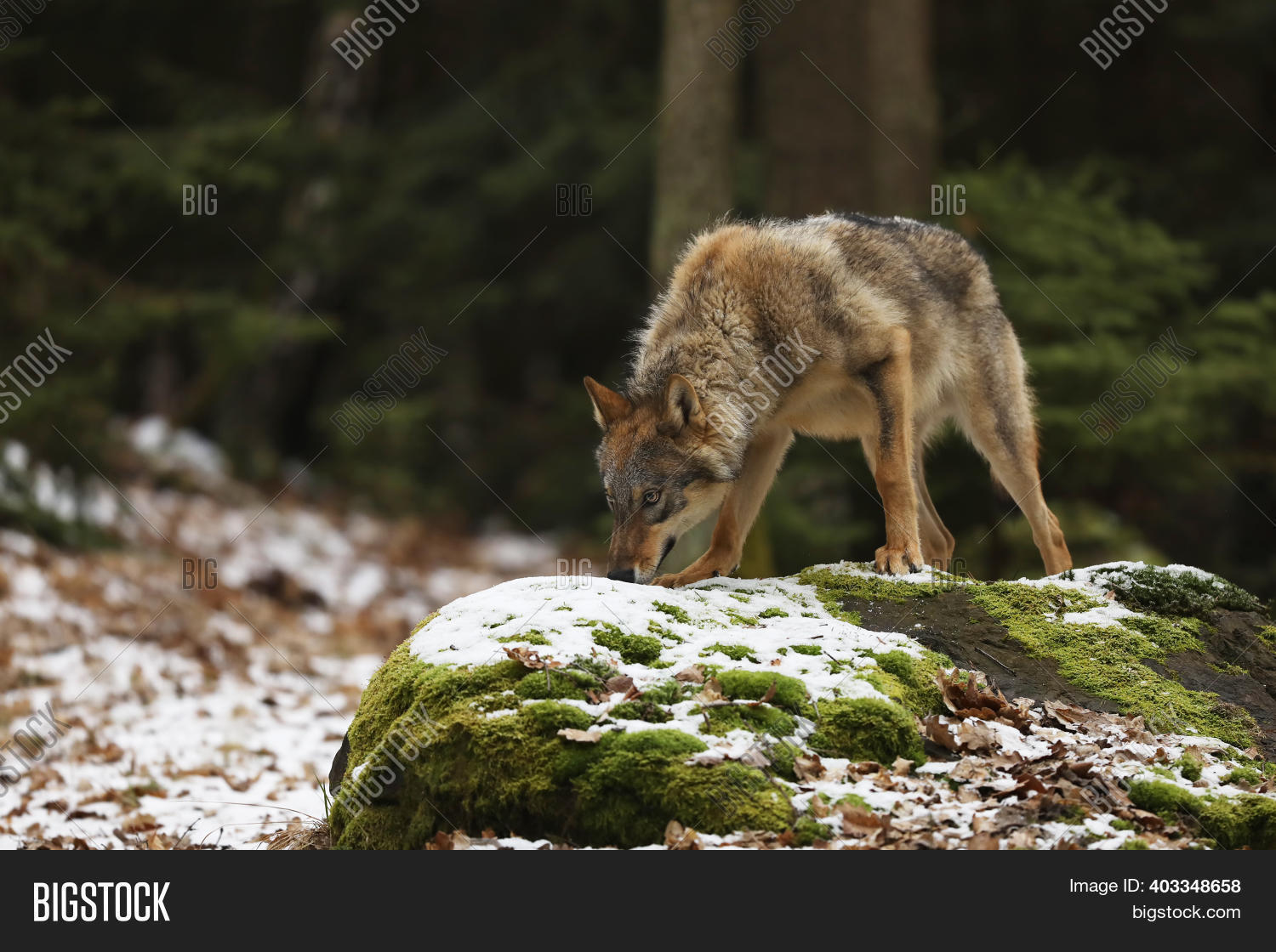 Gray Wolf, Canis Lupus Image & Photo (Free Trial) | Bigstock