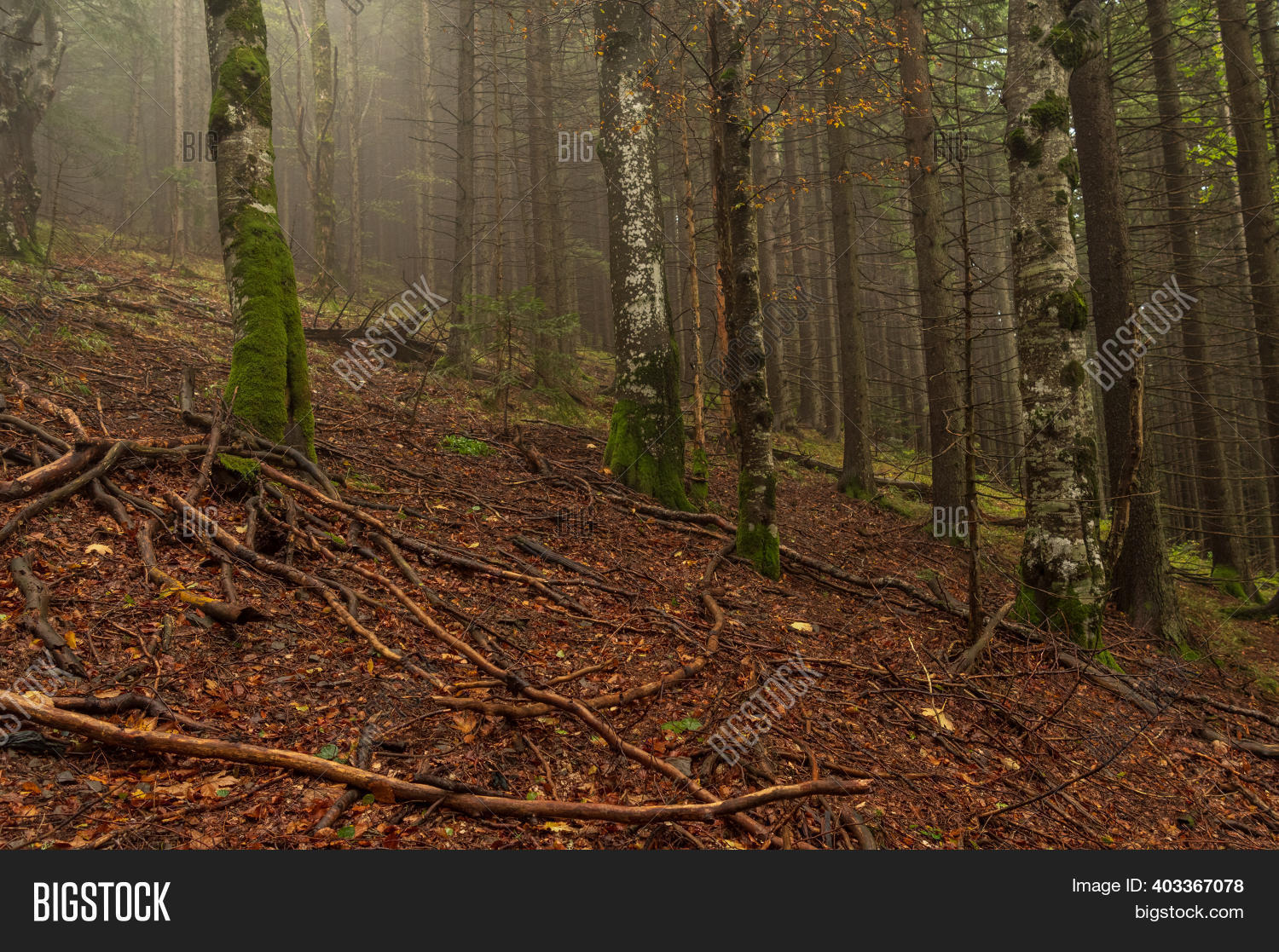 Lots Tree Roots. Tree Image & Photo (Free Trial) | Bigstock