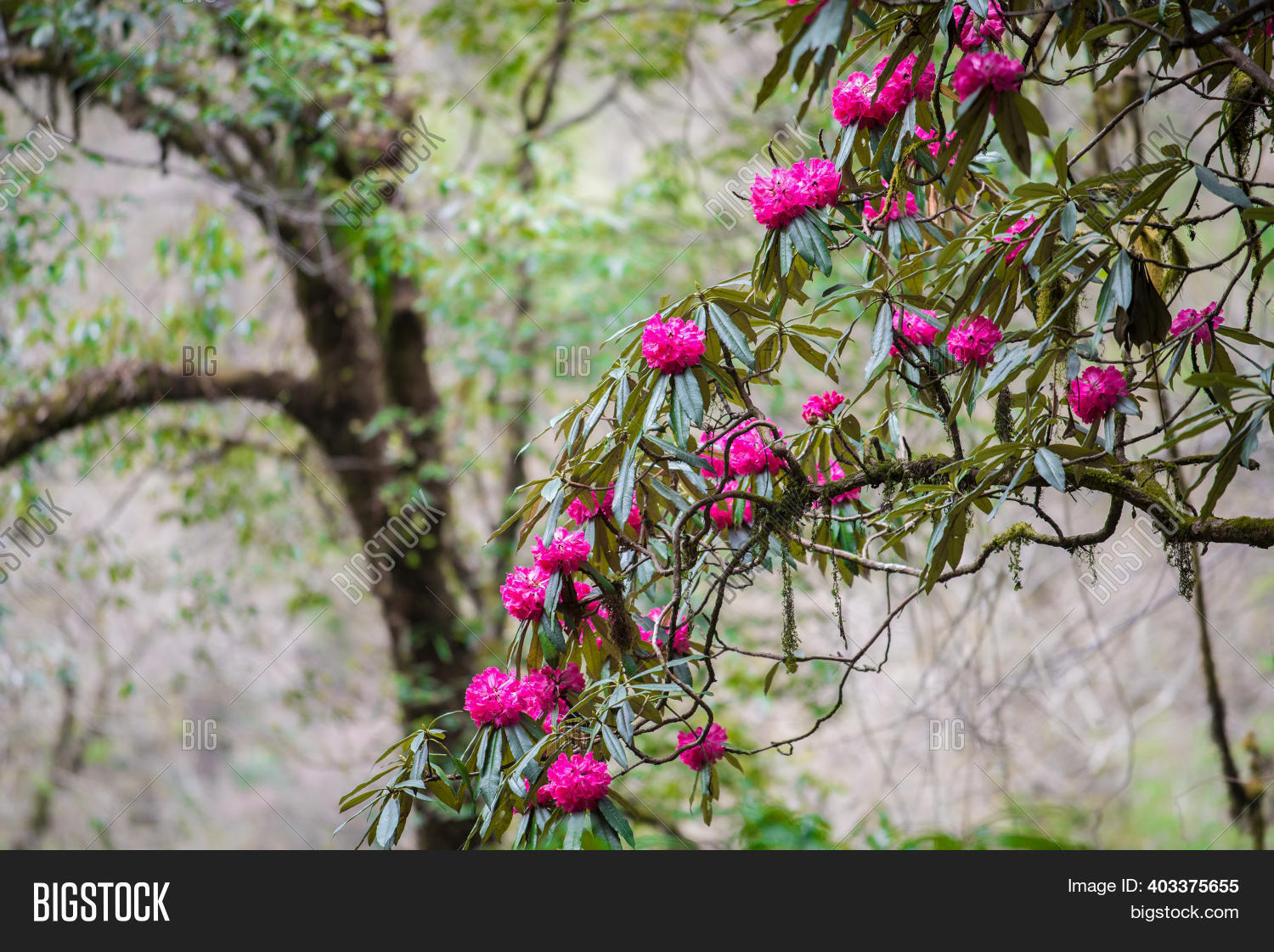 Rhododendron Forest Image & Photo (Free Trial) | Bigstock