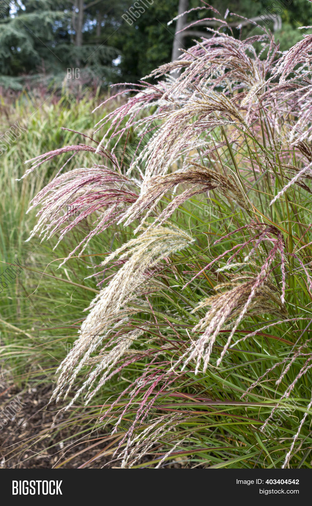 Perennial Wetland Image & Photo (Free Trial) | Bigstock