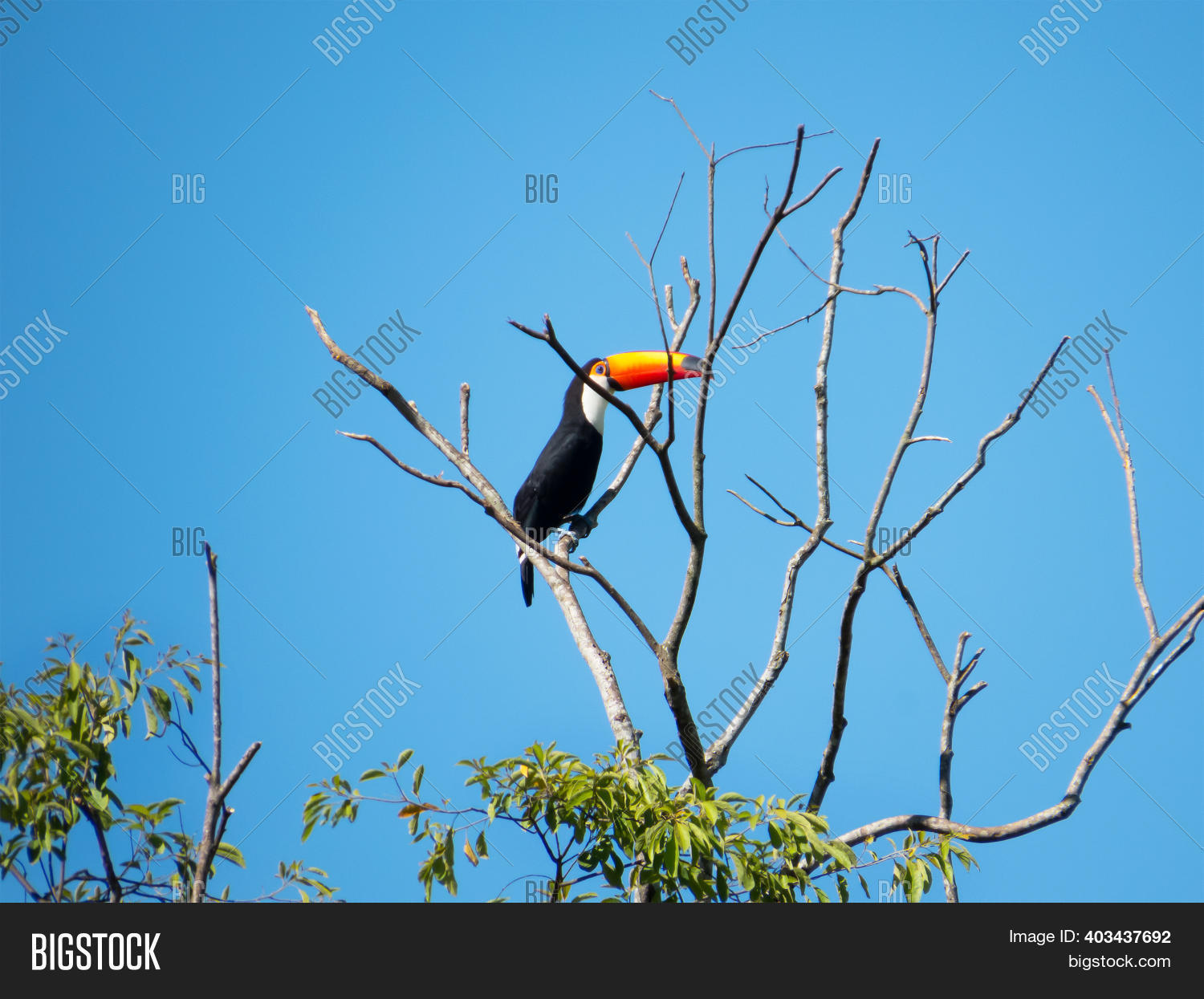 Toco Toucan, Image & Photo (Free Trial) | Bigstock