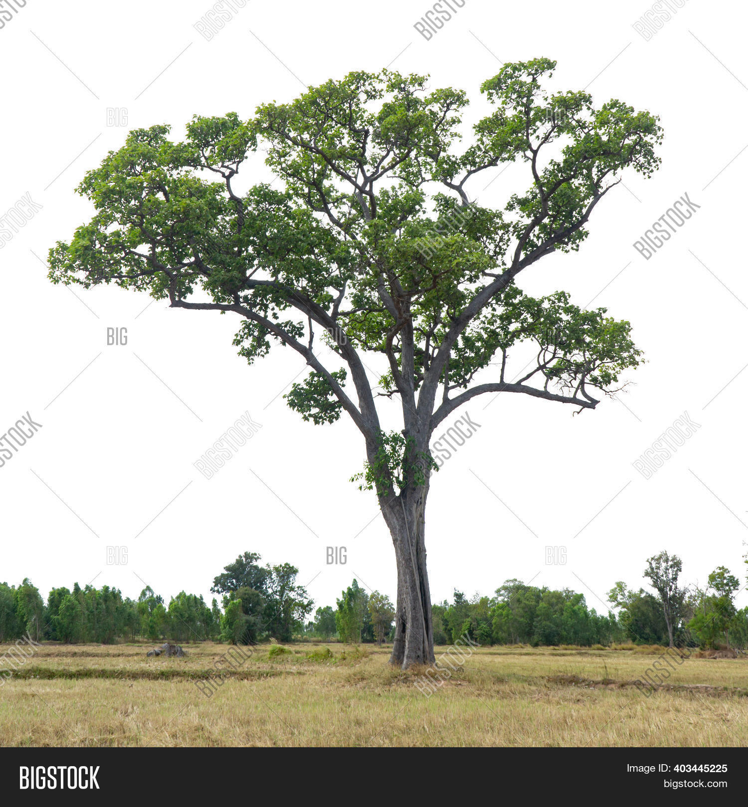 Dipterocarpus Image & Photo (Free Trial) | Bigstock