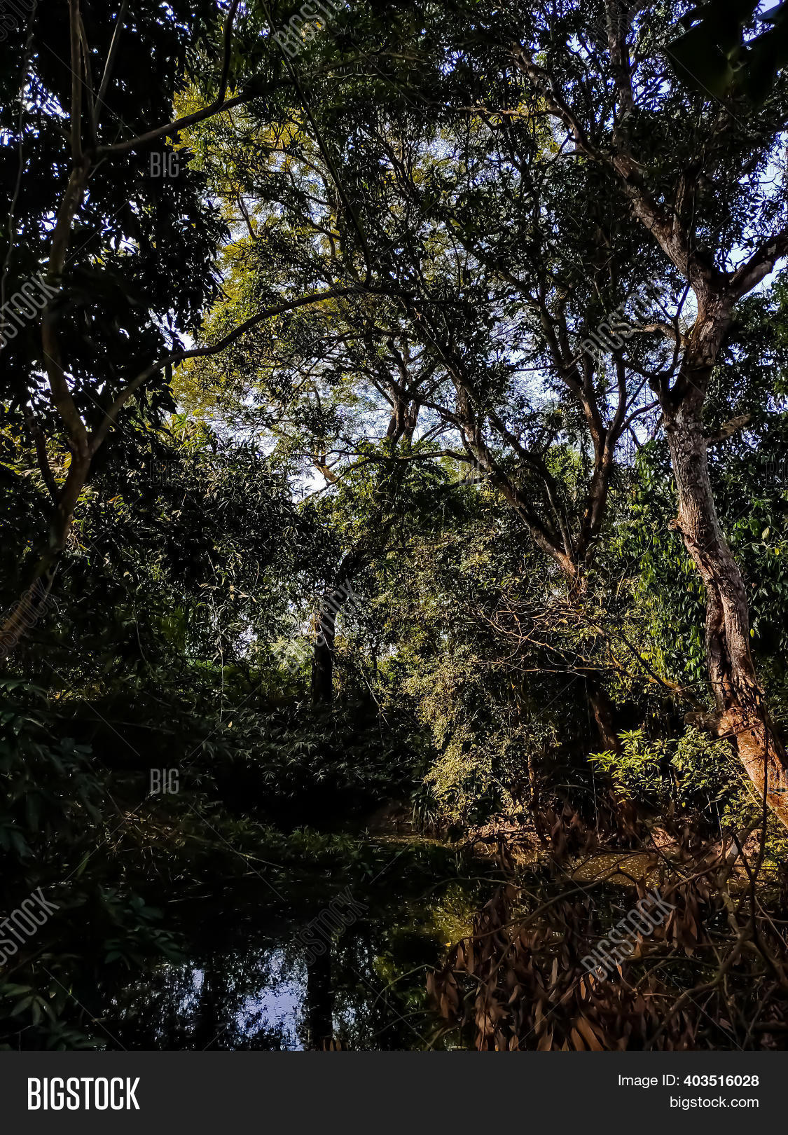 Big Big Mango Trees Image & Photo (Free Trial) | Bigstock