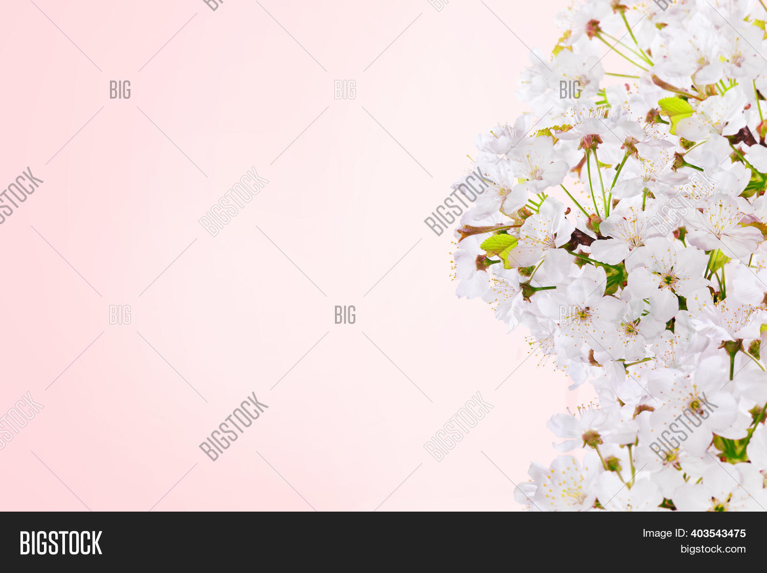Spring Pink Background Image & Photo (Free Trial) | Bigstock