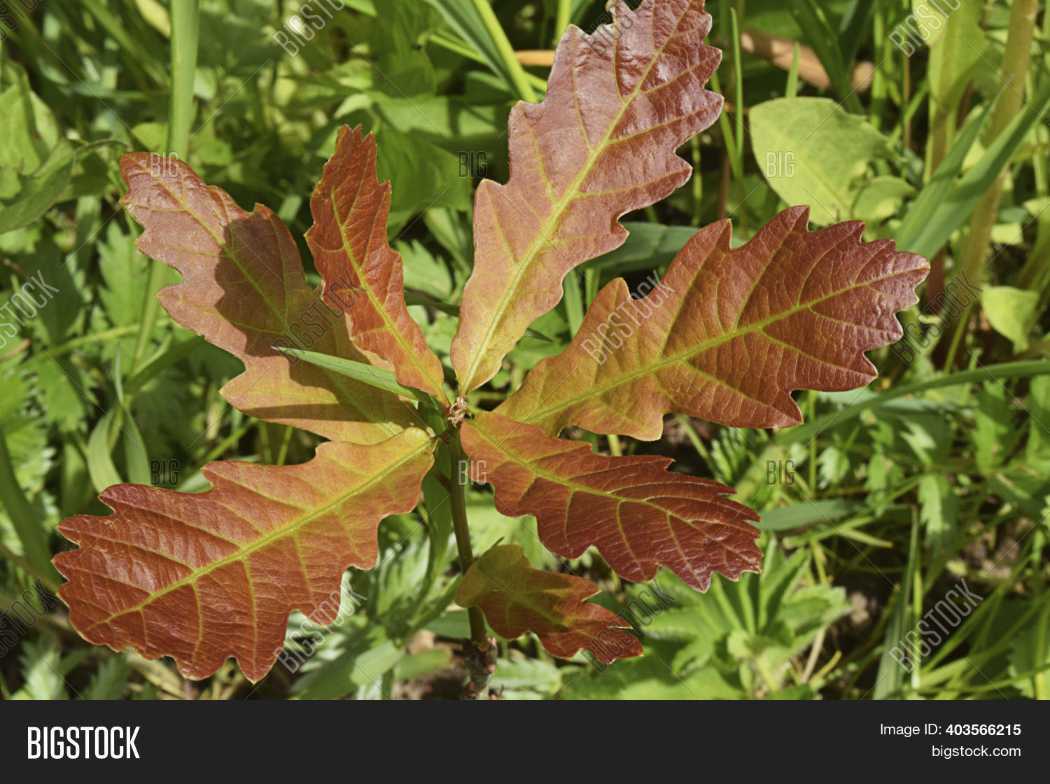 Small Oak Tree Planted Image & Photo (Free Trial) | Bigstock