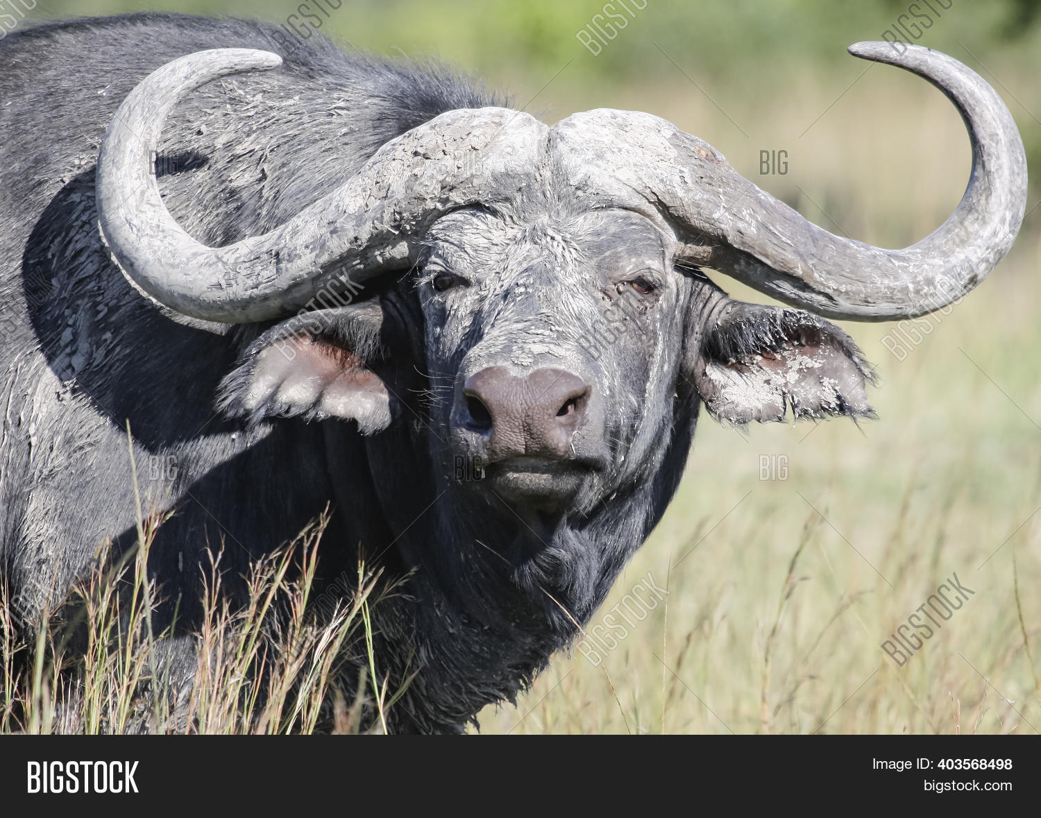 Bull Buffalo Mud Big Image & Photo (Free Trial) | Bigstock