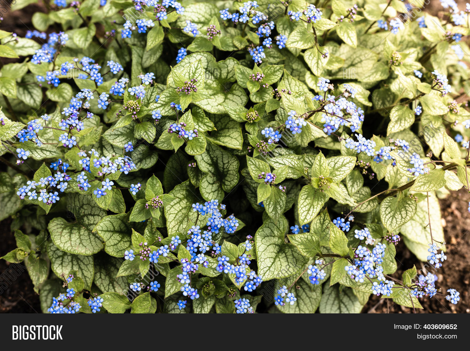 Little Blue Flowers Image & Photo (Free Trial) | Bigstock