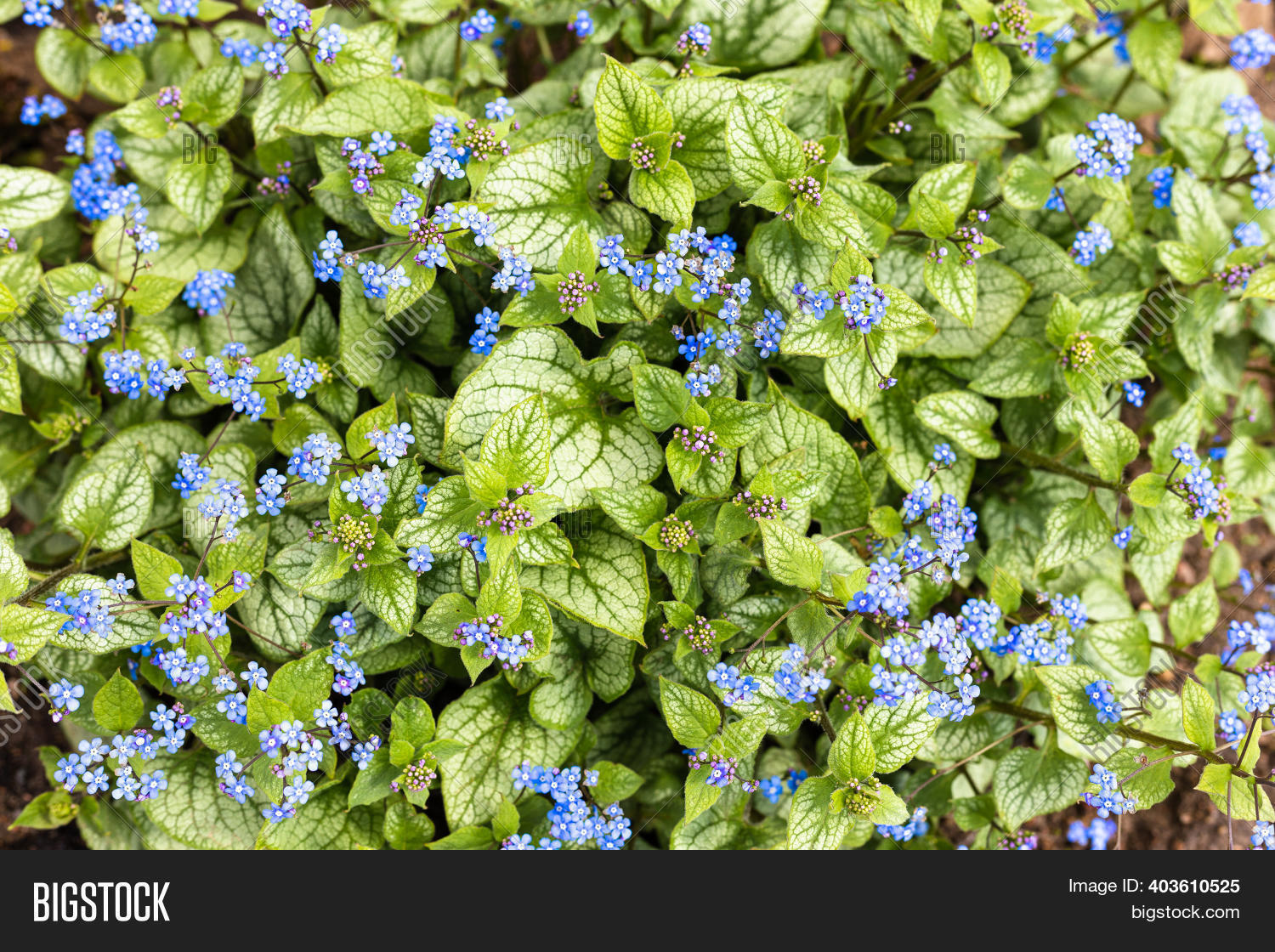 Little Blue Flowers Image & Photo (Free Trial) | Bigstock