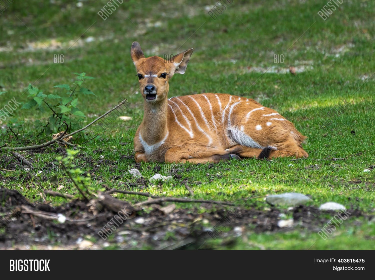 Young Baby Nyala. Image & Photo (Free Trial) | Bigstock