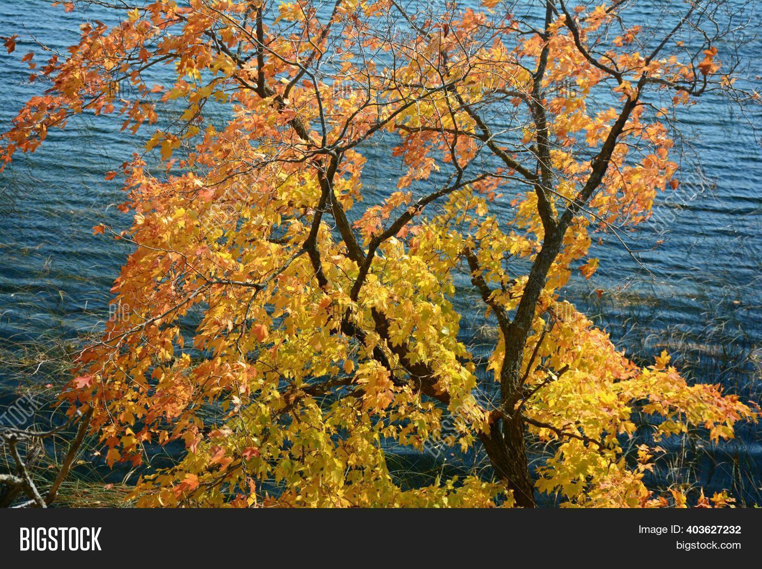 Colorful Autumn Tree Image & Photo (Free Trial) | Bigstock