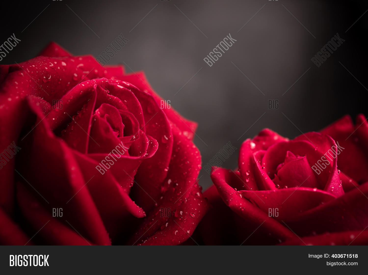Two Red Fresh Roses Image & Photo (Free Trial) | Bigstock