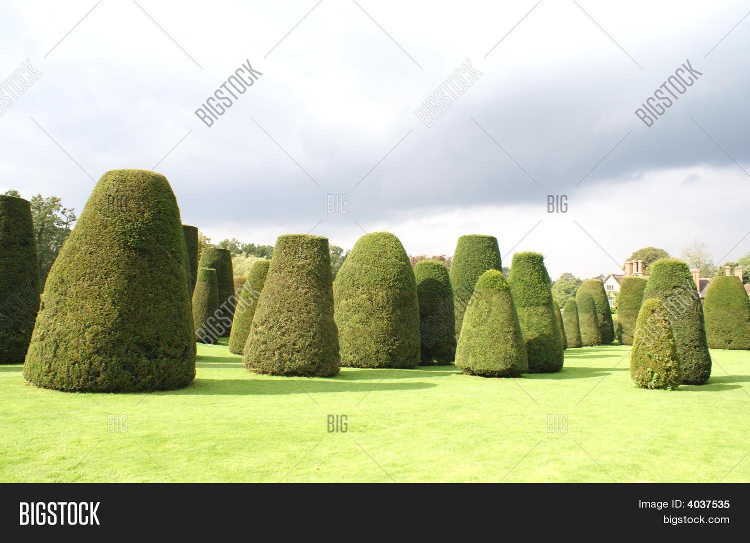 Topiary. Yew Topiary. Image & Photo (Free Trial) | Bigstock