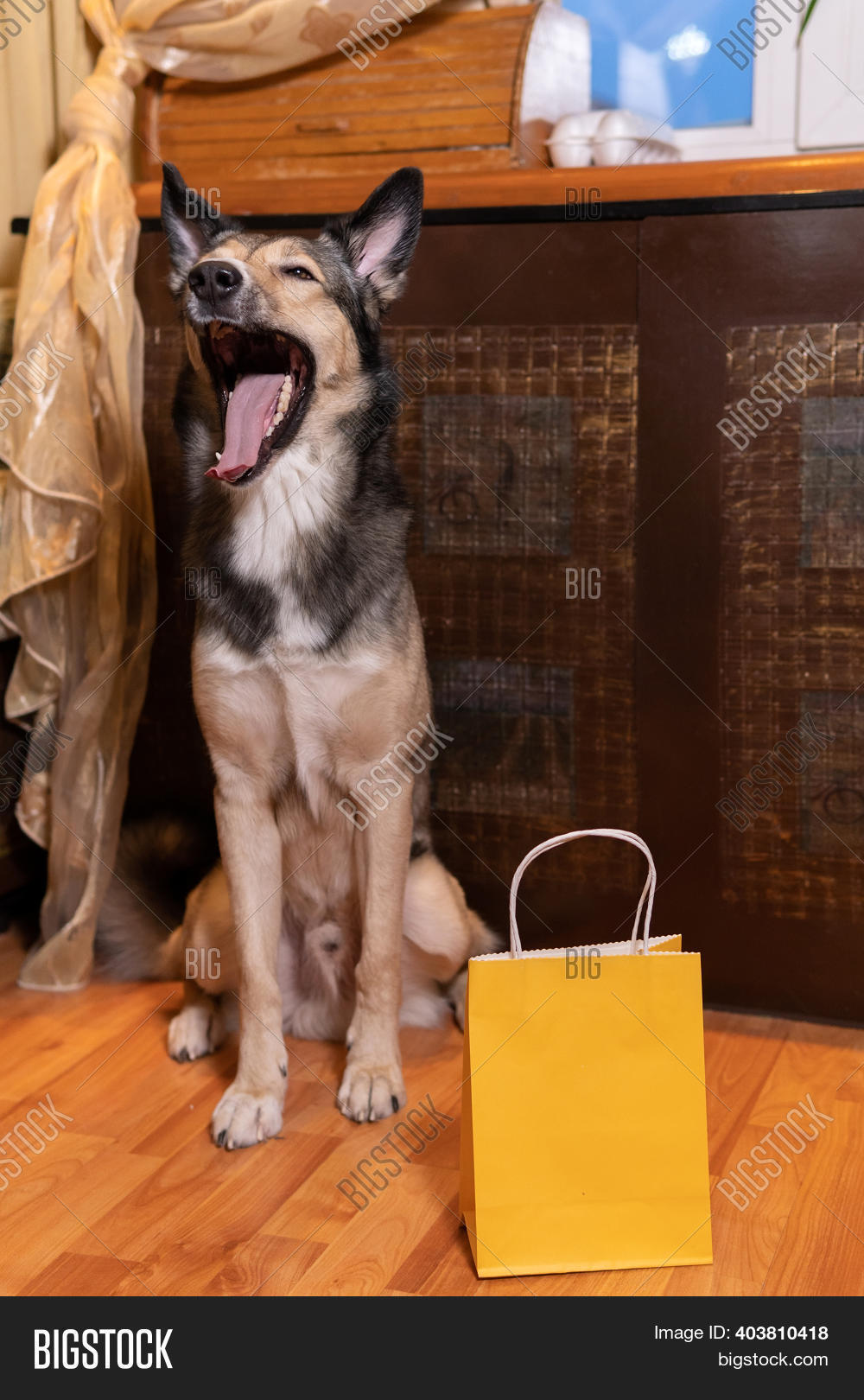 Funny Dog Shopping Bag Image & Photo (Free Trial) | Bigstock