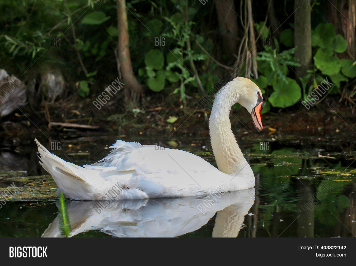 Swan His Territory Image & Photo (Free Trial) | Bigstock