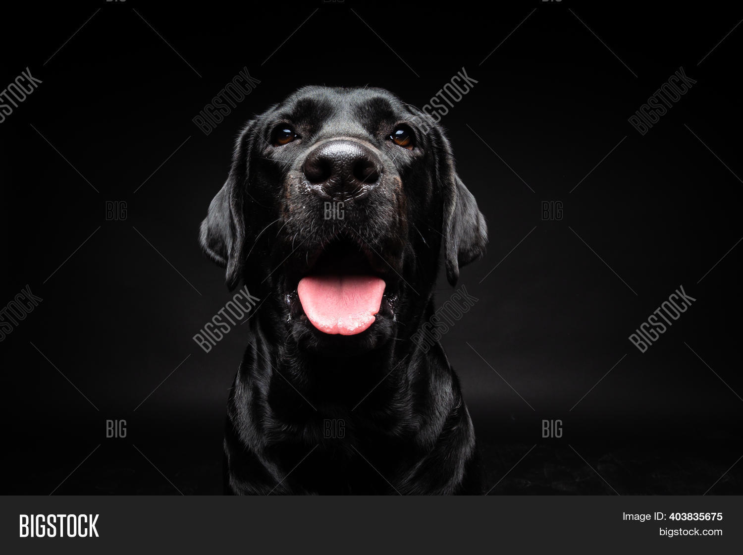 Portrait Labrador Image & Photo (Free Trial) | Bigstock