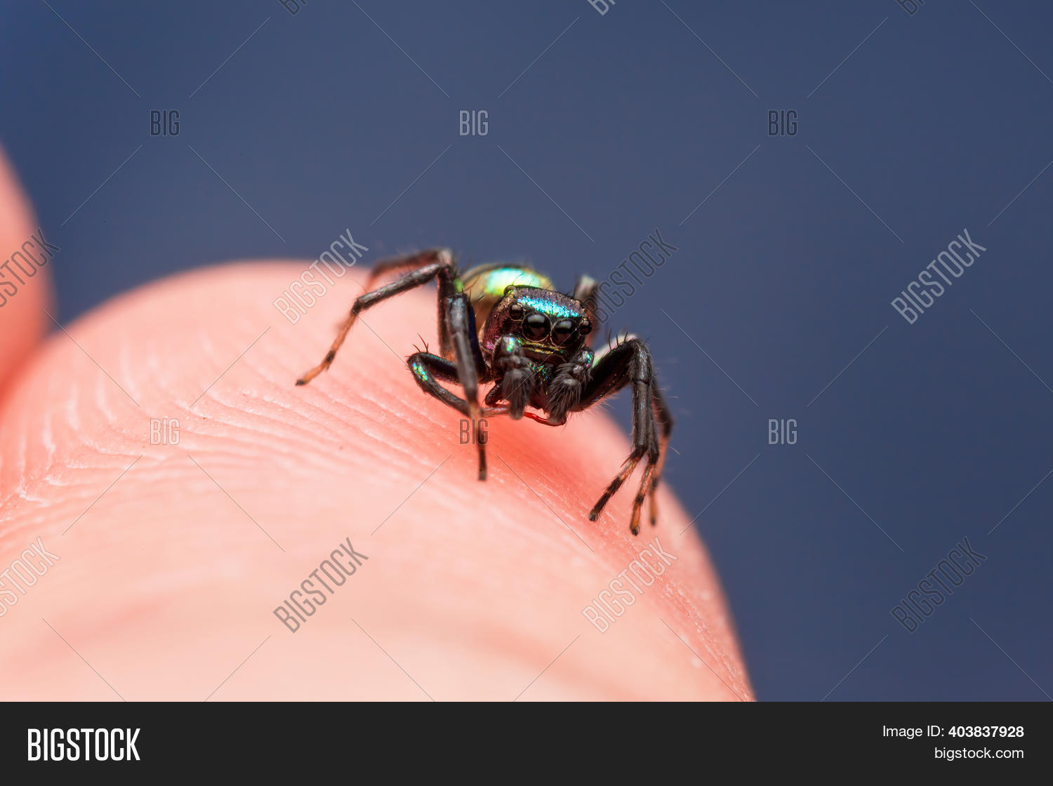 Close Image Jumping Image & Photo (Free Trial) | Bigstock