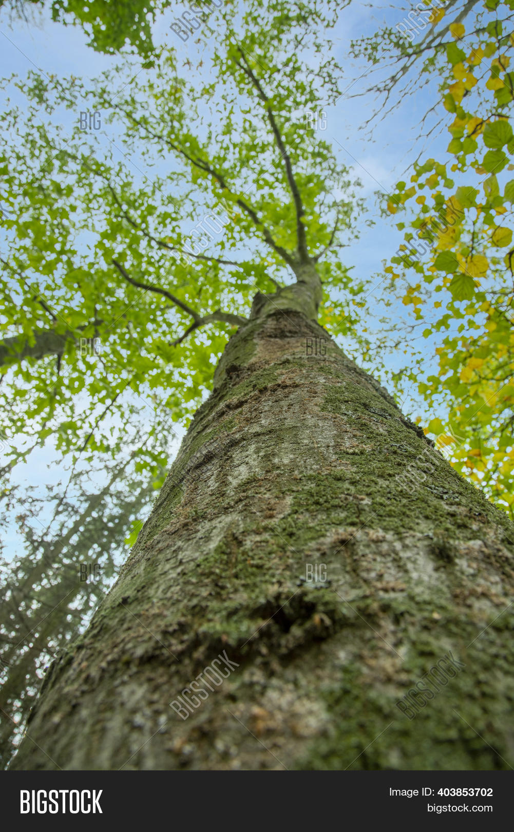 Bottom View Tree Top Image & Photo (Free Trial) | Bigstock