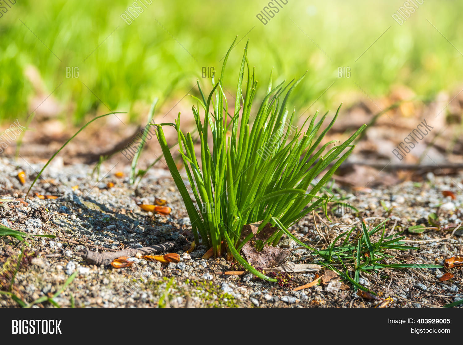Fresh Green Grass Image & Photo (Free Trial) | Bigstock