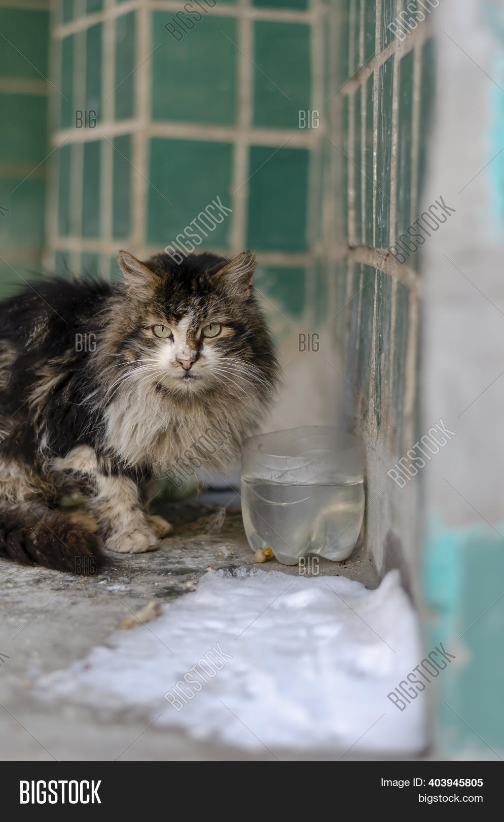 Life Homeless Animals Image & Photo (Free Trial) | Bigstock