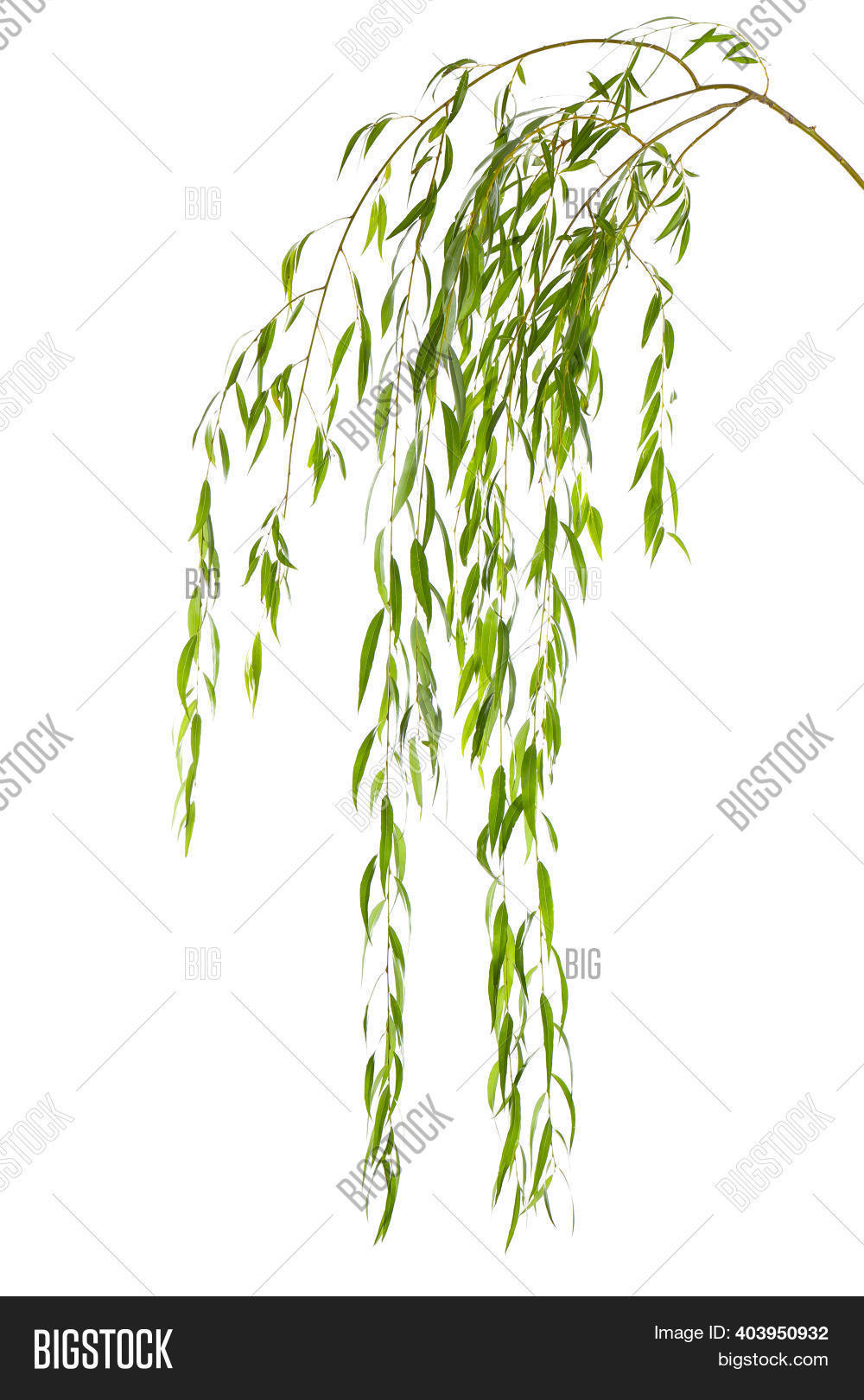 Beautiful Willow Tree Image & Photo (Free Trial) | Bigstock