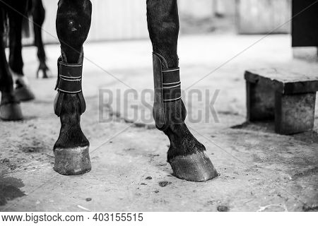 Hooves Running Horse Image & Photo (Free Trial) | Bigstock