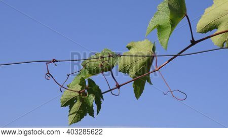 Grape Branch Curly Image & Photo (Free Trial) | Bigstock