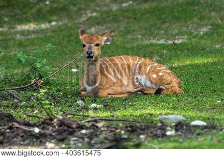Young Baby Nyala. Image & Photo (Free Trial) | Bigstock