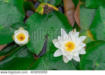 Close- Blooming Water Image & Photo (Free Trial) | Bigstock