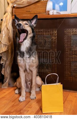 Funny Dog Shopping Bag Image & Photo (Free Trial) | Bigstock